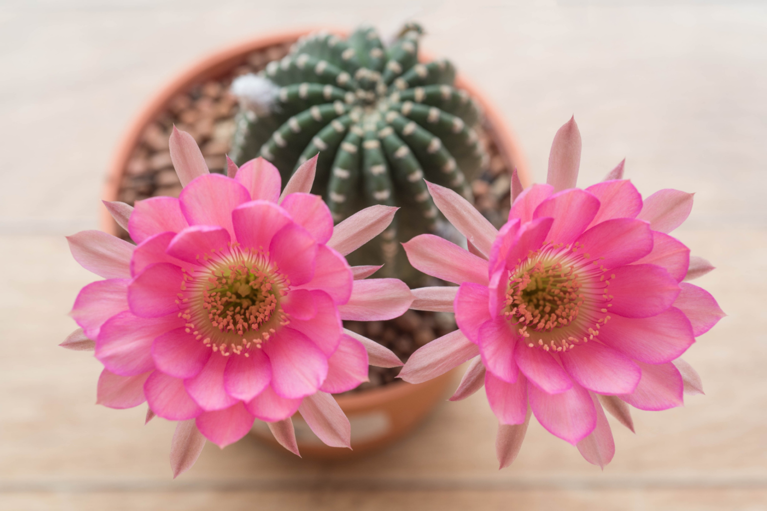 Cactus Care 101: How to Grow Healthy and Thriving Cacti - Chloroville
