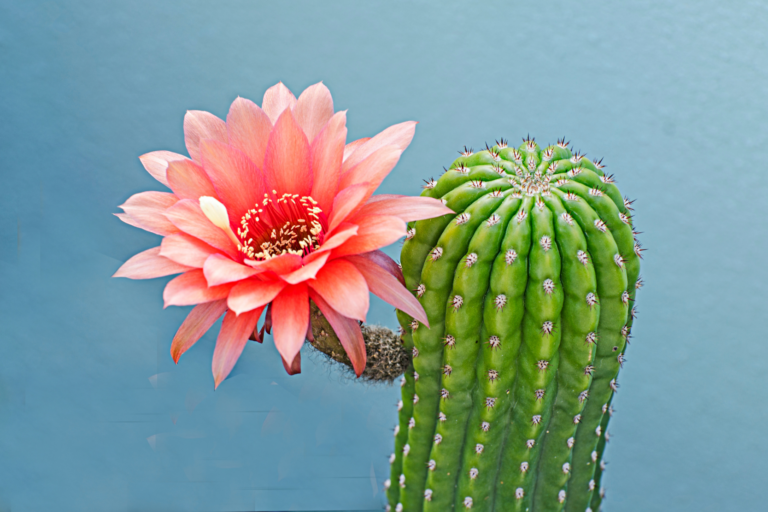Cactus Care 101: How to Grow Healthy and Thriving Cacti - Chloroville