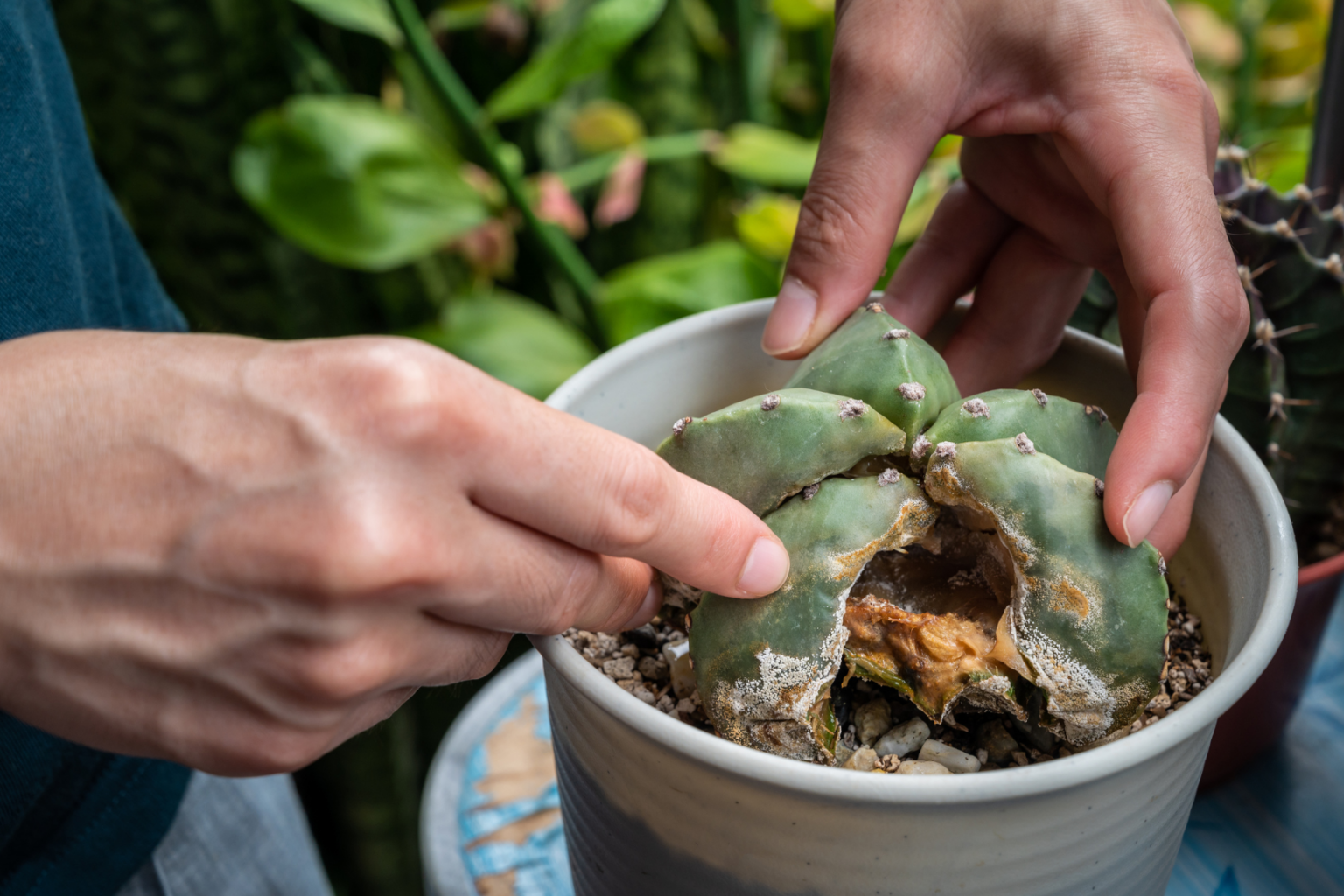 Cactus Care 101: How to Grow Healthy and Thriving Cacti - Chloroville